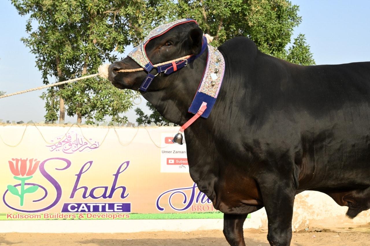 Shah Cattle Farm Location, Contact Number & Details