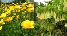 Weird And Truly Terrifying Plants