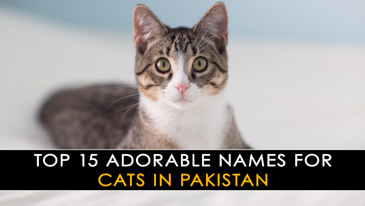 Top 15 Adorable Cats Names In Pakistan Top 15 Adorable Cats Names In Pakistan